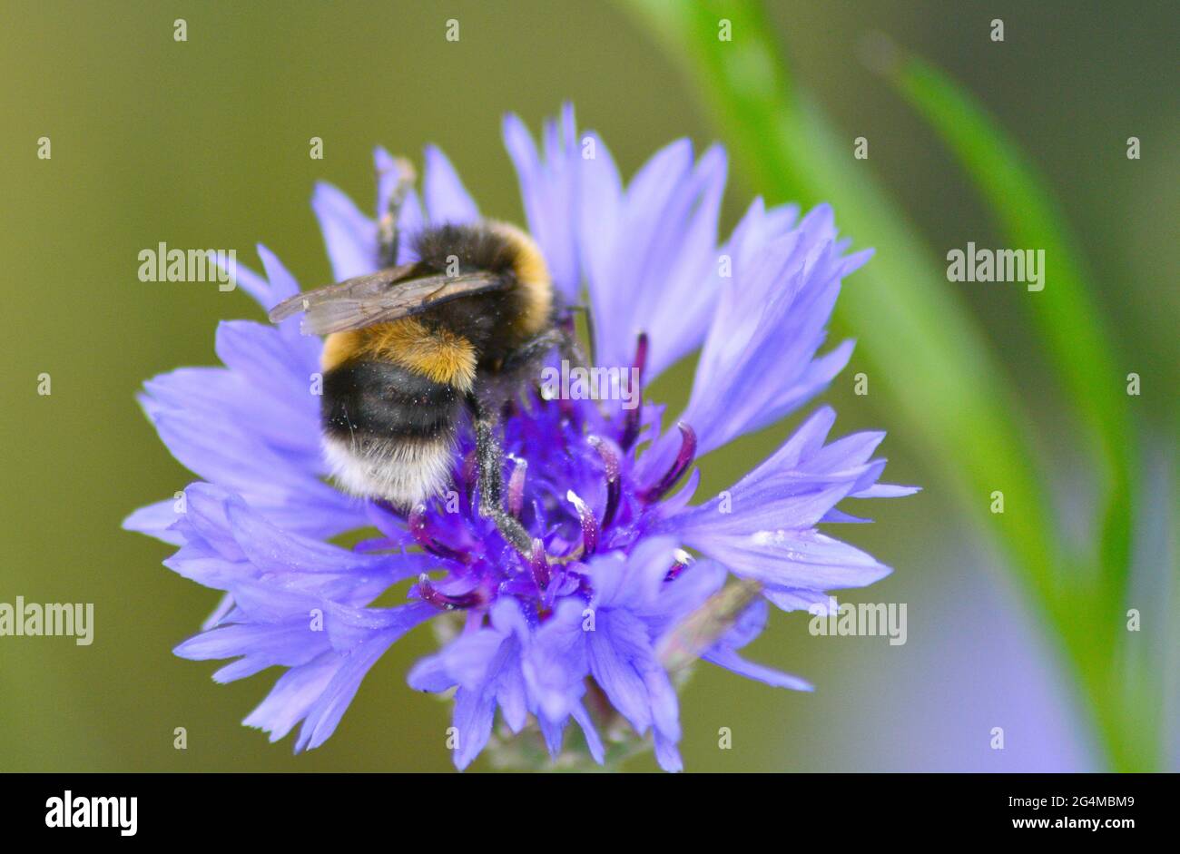bees collecting nectar from flowers Stock Photo - Alamy