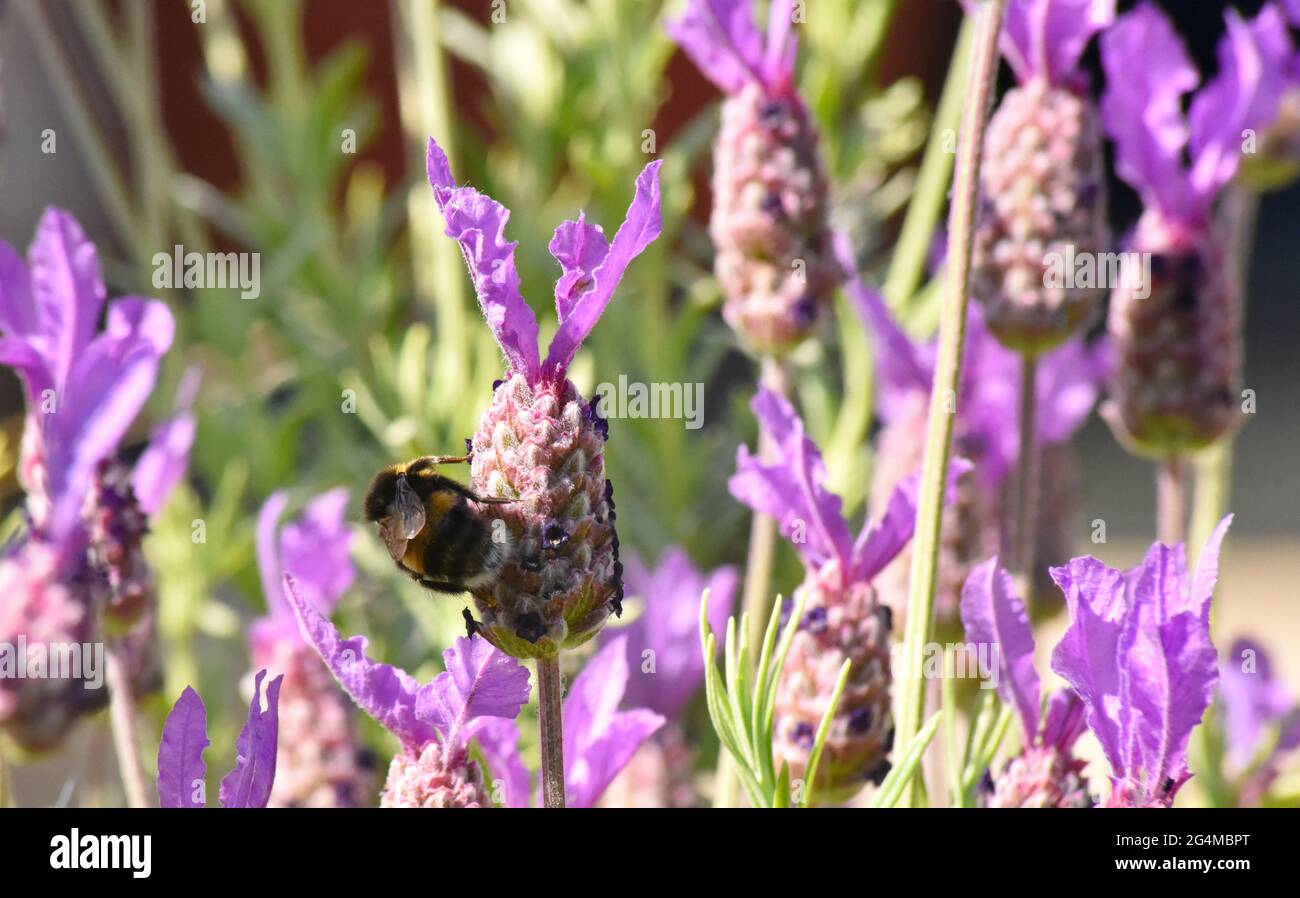 Bees collecting nectar of flowers hi-res stock photography and images ...