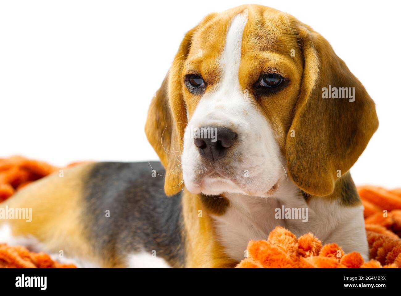 Orange And White Beagle