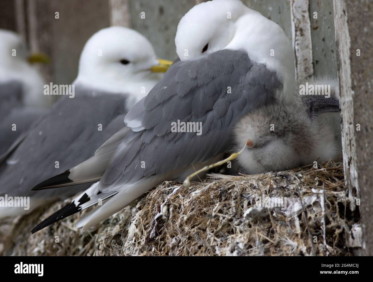The Kittiwake is an ocean faring seabird that returns to traditional ...