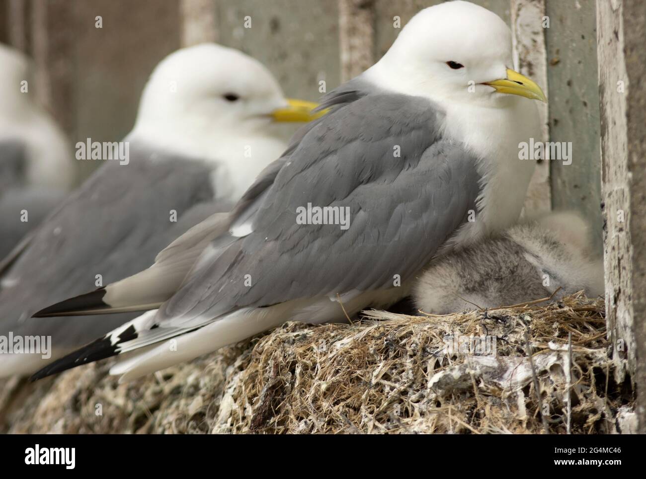 The Kittiwake is an ocean faring seabird that returns to traditional ...