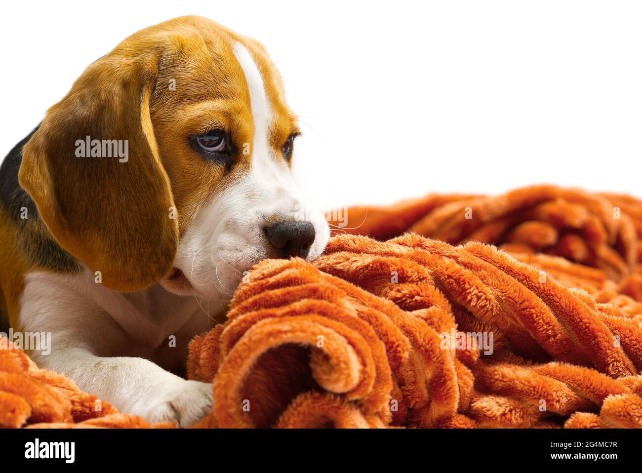 Beagle puppy lies with a warm orange blanket on white backdrop Stock ...