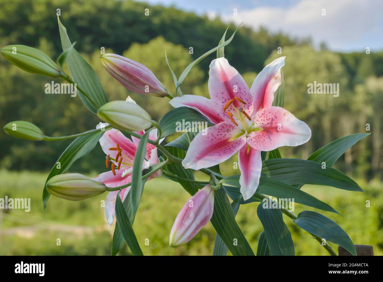 A close up of a lily flower Stock Photo - Alamy