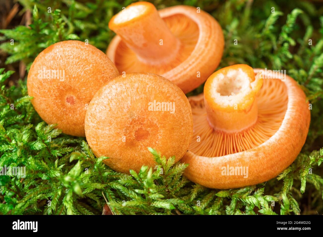 Orange Saffron milk cap mushrooms (Lactarius deliciosus). Edible forest ...