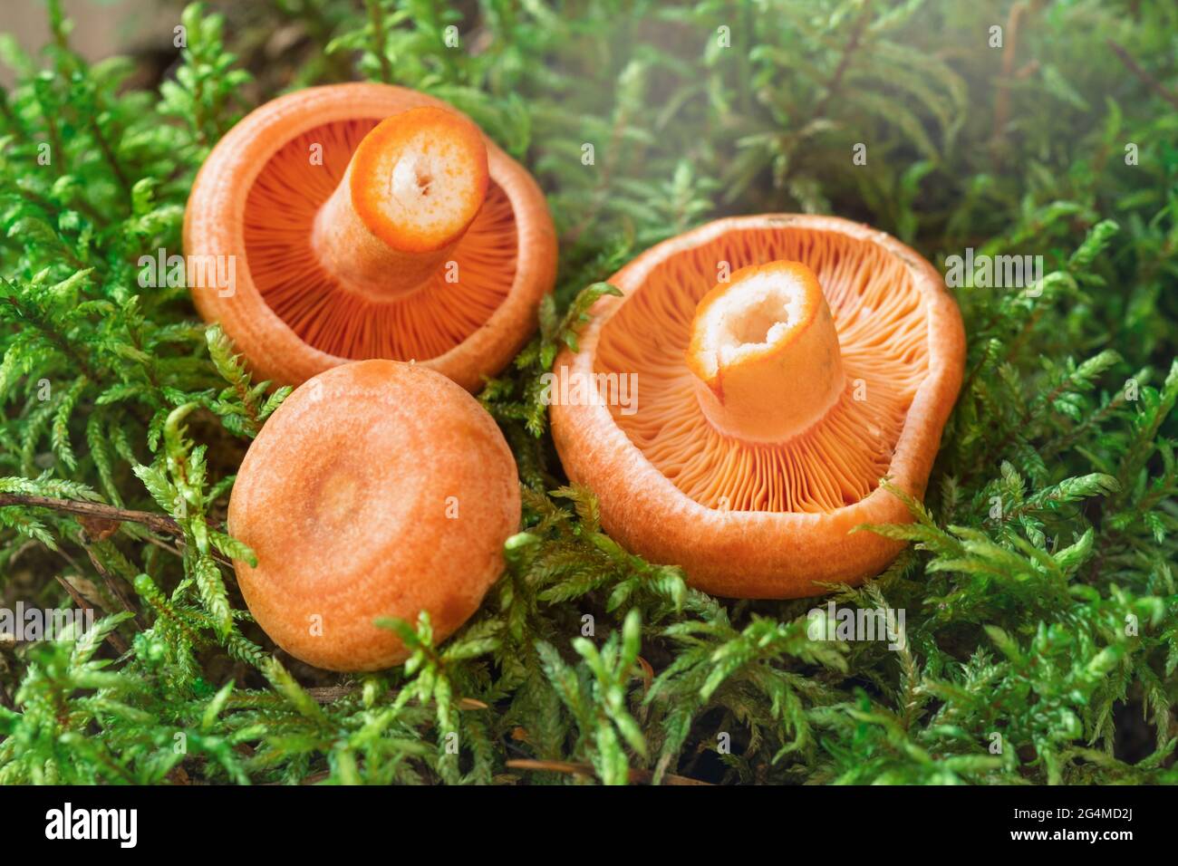 Raw Saffron milk cap mushrooms on moss background. Lactarius deliciosus ...