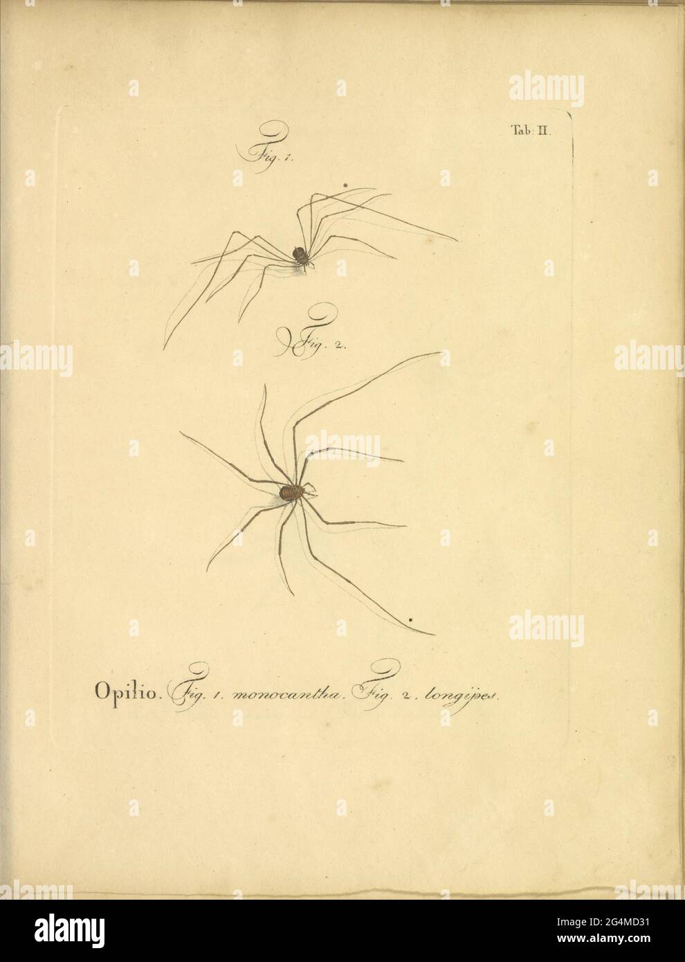 Wingless Wasp High Resolution Stock Photography and Images - Alamy