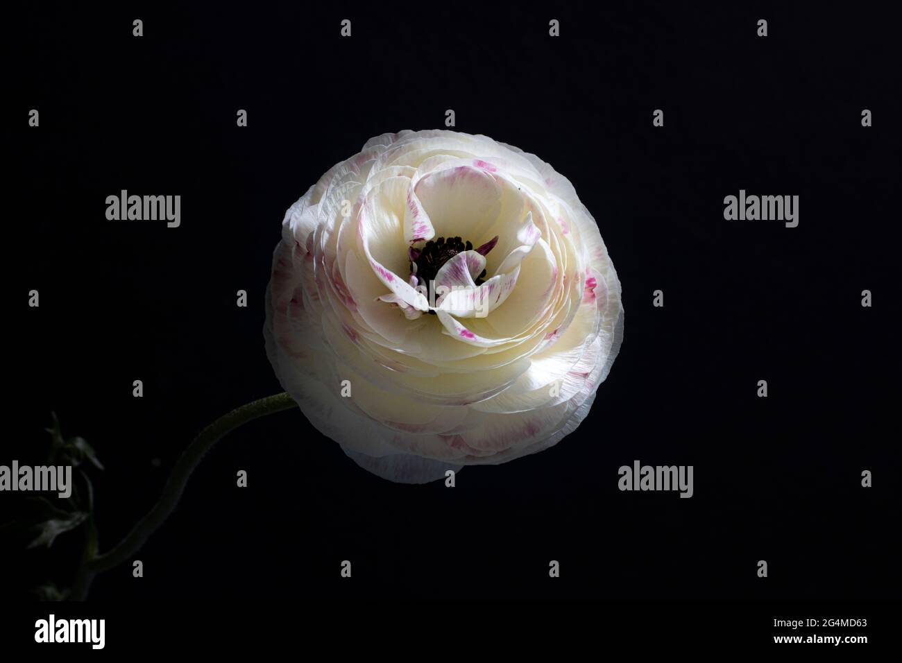 Single cream flowers hi-res stock photography and images - Alamy