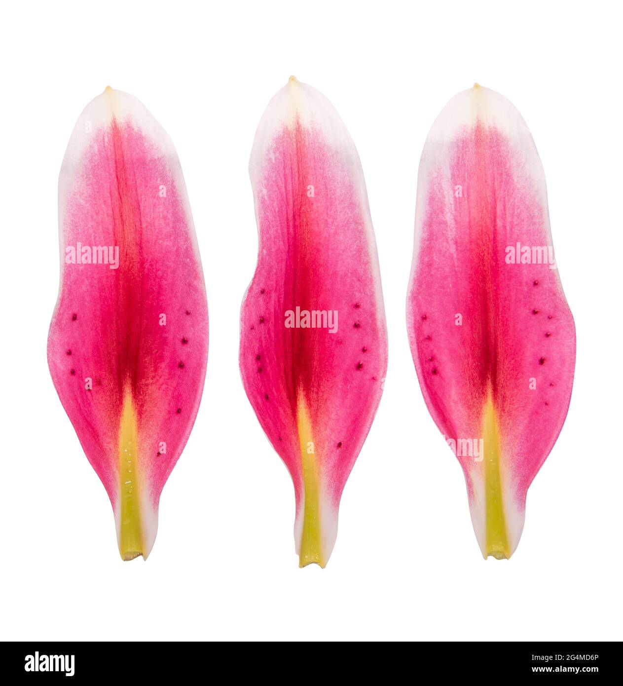 Lotus flower bouquet blooming Cut Out Stock Images & Pictures - Alamy