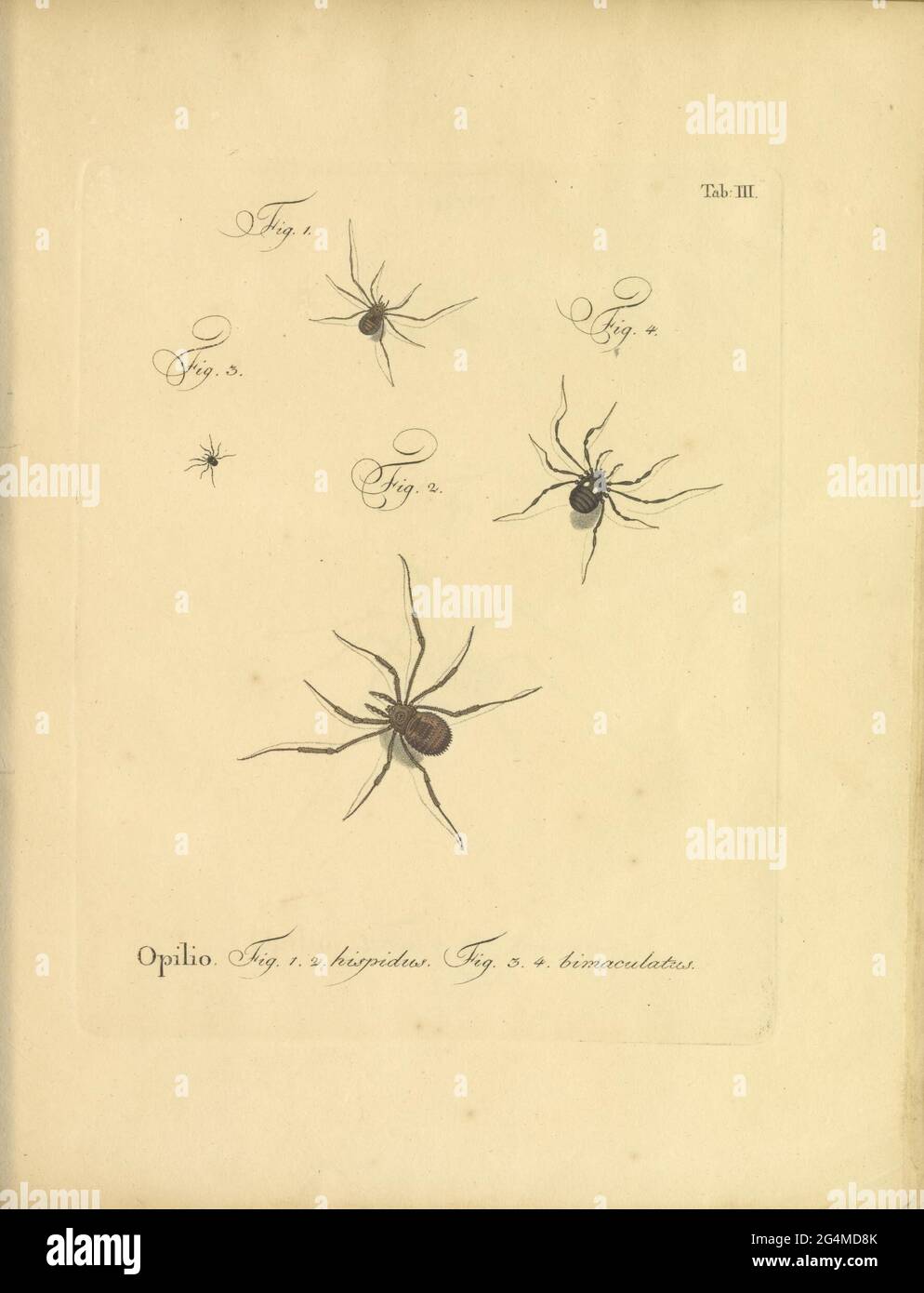 Wingless Wasp High Resolution Stock Photography and Images - Alamy