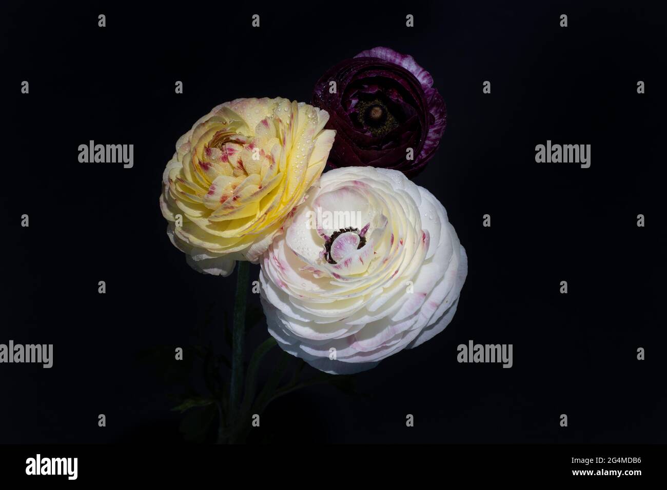 Three Ranunculus flowers yellow, maroon and cream 3 Stock Photo - Alamy