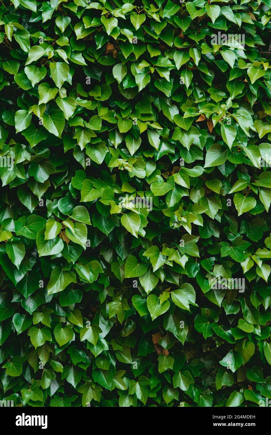 wall creeper with green leaves in spring Stock Photo - Alamy