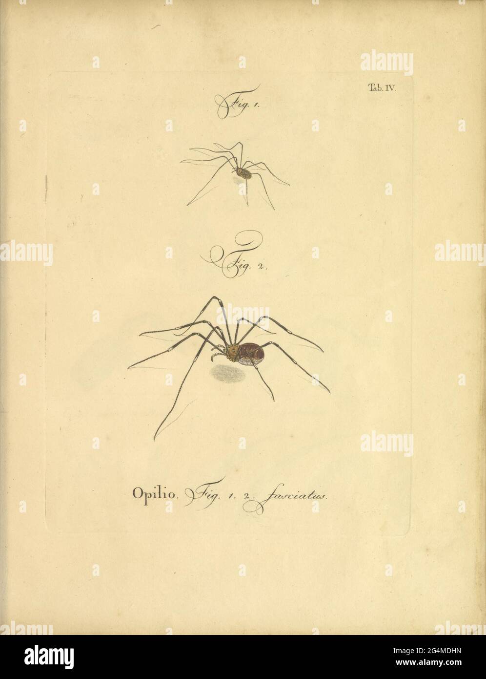 Wingless wasp hi-res stock photography and images - Alamy