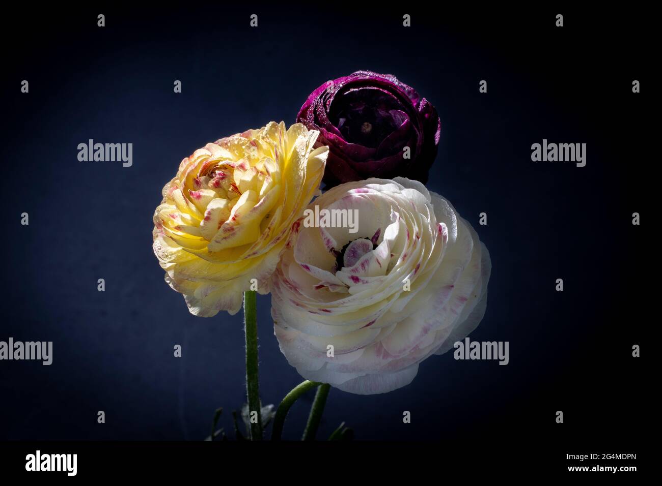 Three Ranunculus flowers yellow, maroon and cream Stock Photo - Alamy