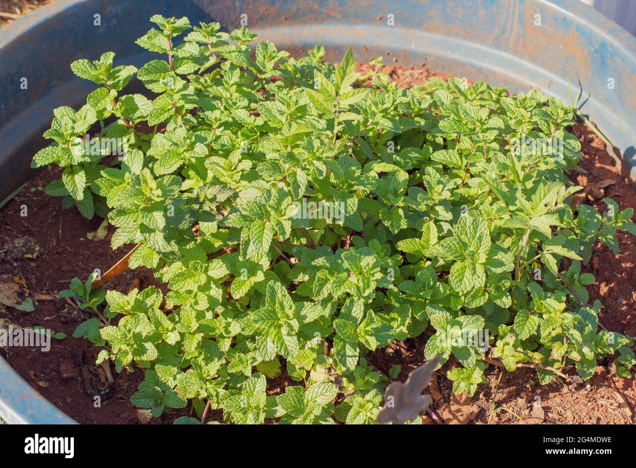 Mint planted in the small rural field Stock Photo - Alamy