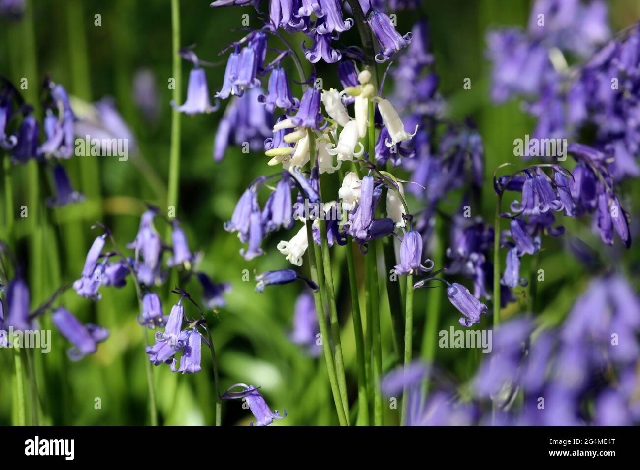English Woodland. A white Bluebell flower amongst the more common blue ...