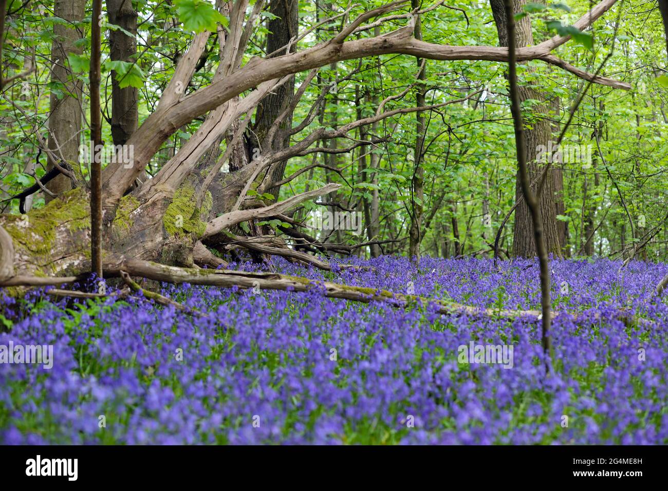English Woodland. A dead decaying tree lies across a carpet of Bluebell ...