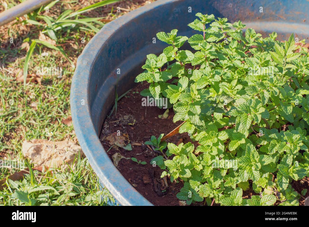 Mint planted in the small rural field Stock Photo - Alamy