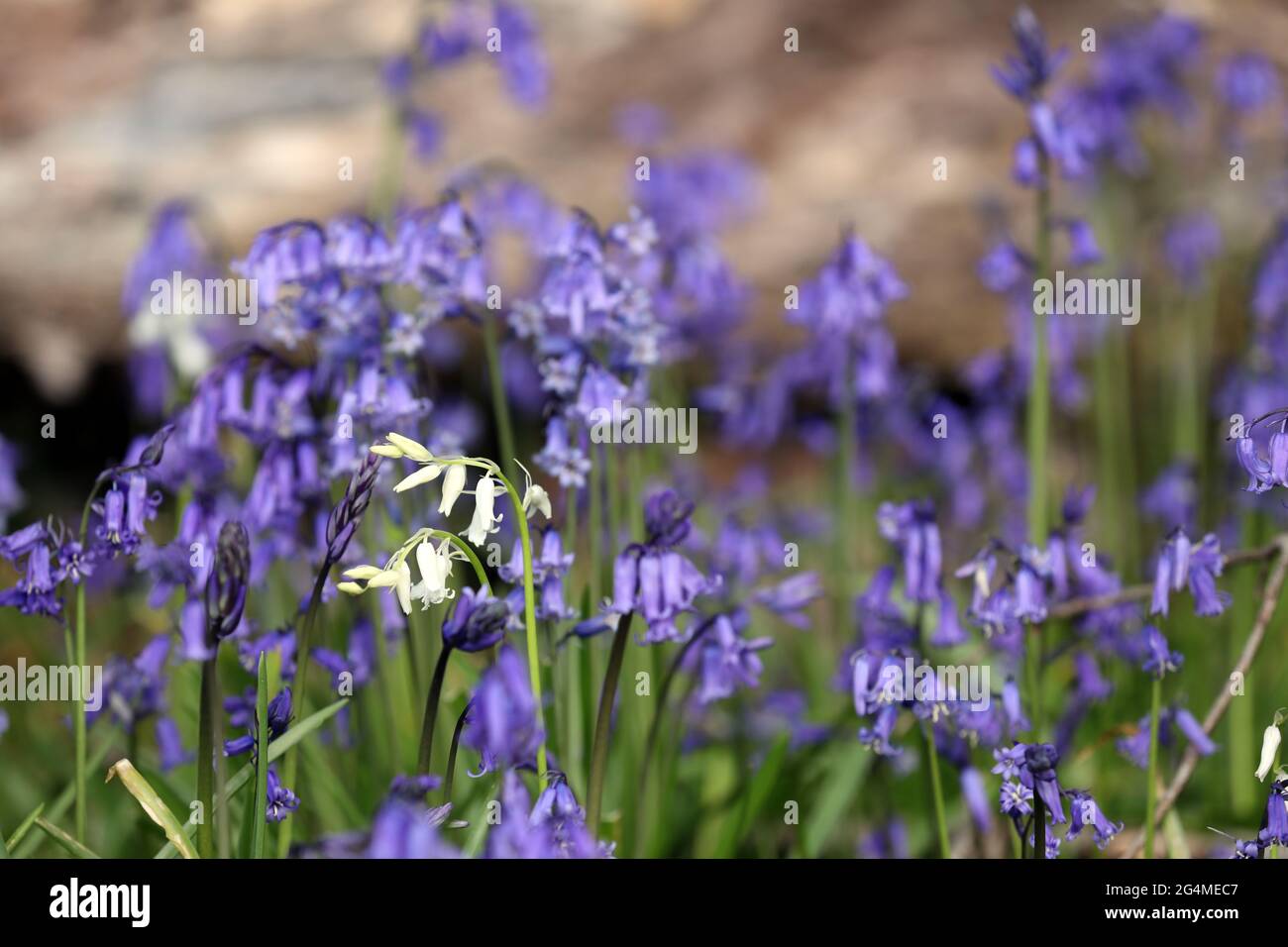 English Woodland. A white Bluebell flower amongst the more common blue ...