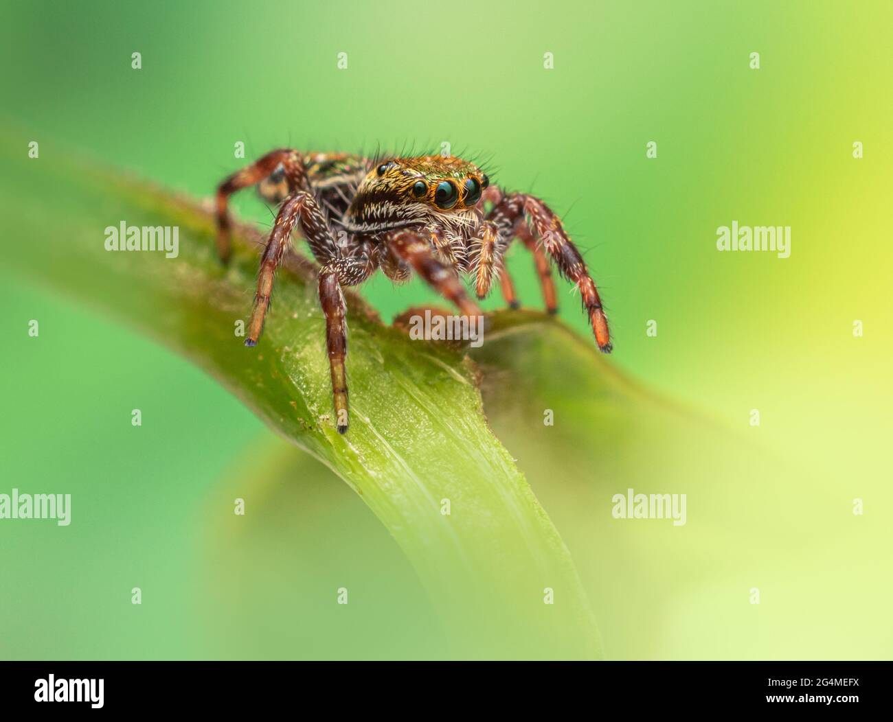 Sitticus fasciger hi-res stock photography and images - Alamy