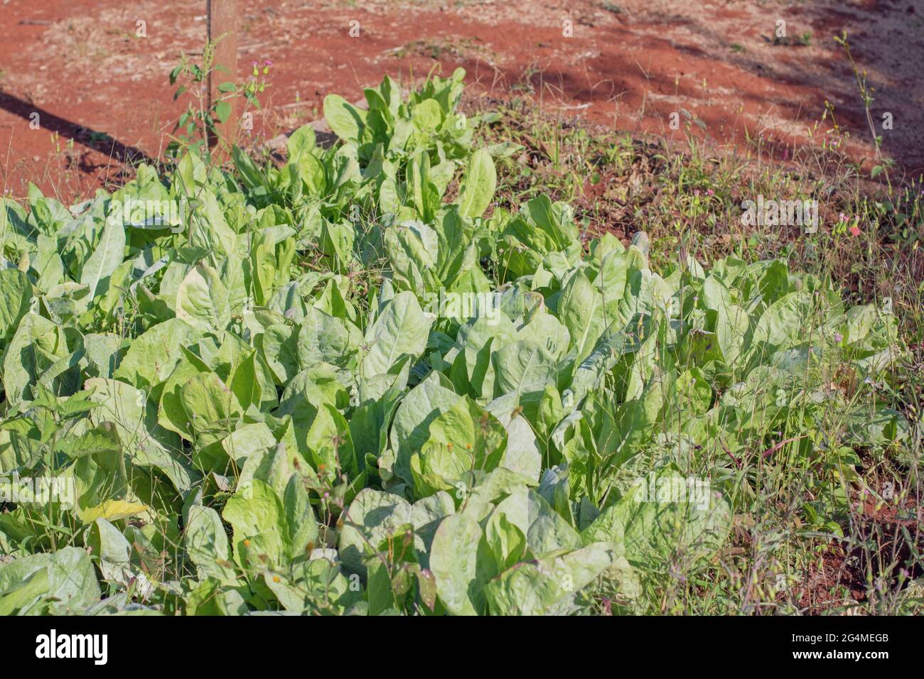 Chicory- in vegetable garden. Green chicory (cichorium intybus) leaves ...