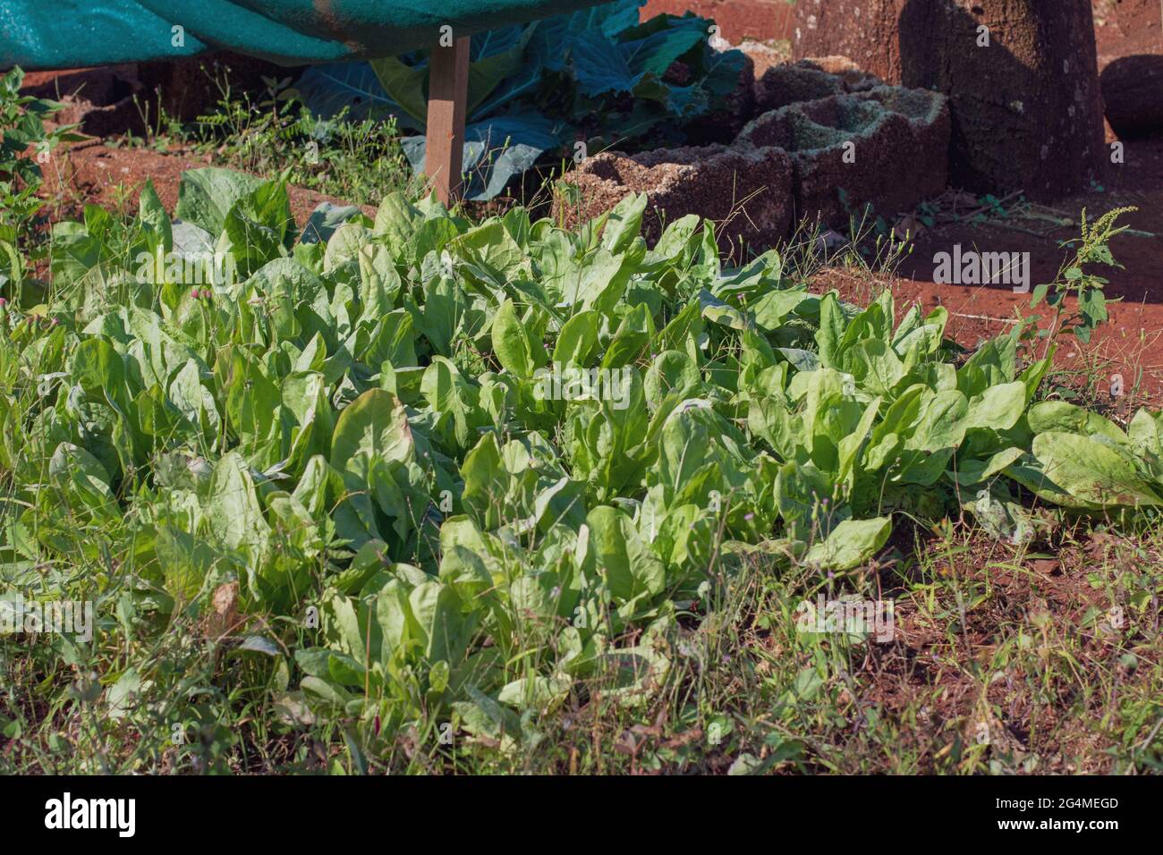 Chicory- in vegetable garden. Green chicory (cichorium intybus) leaves ...