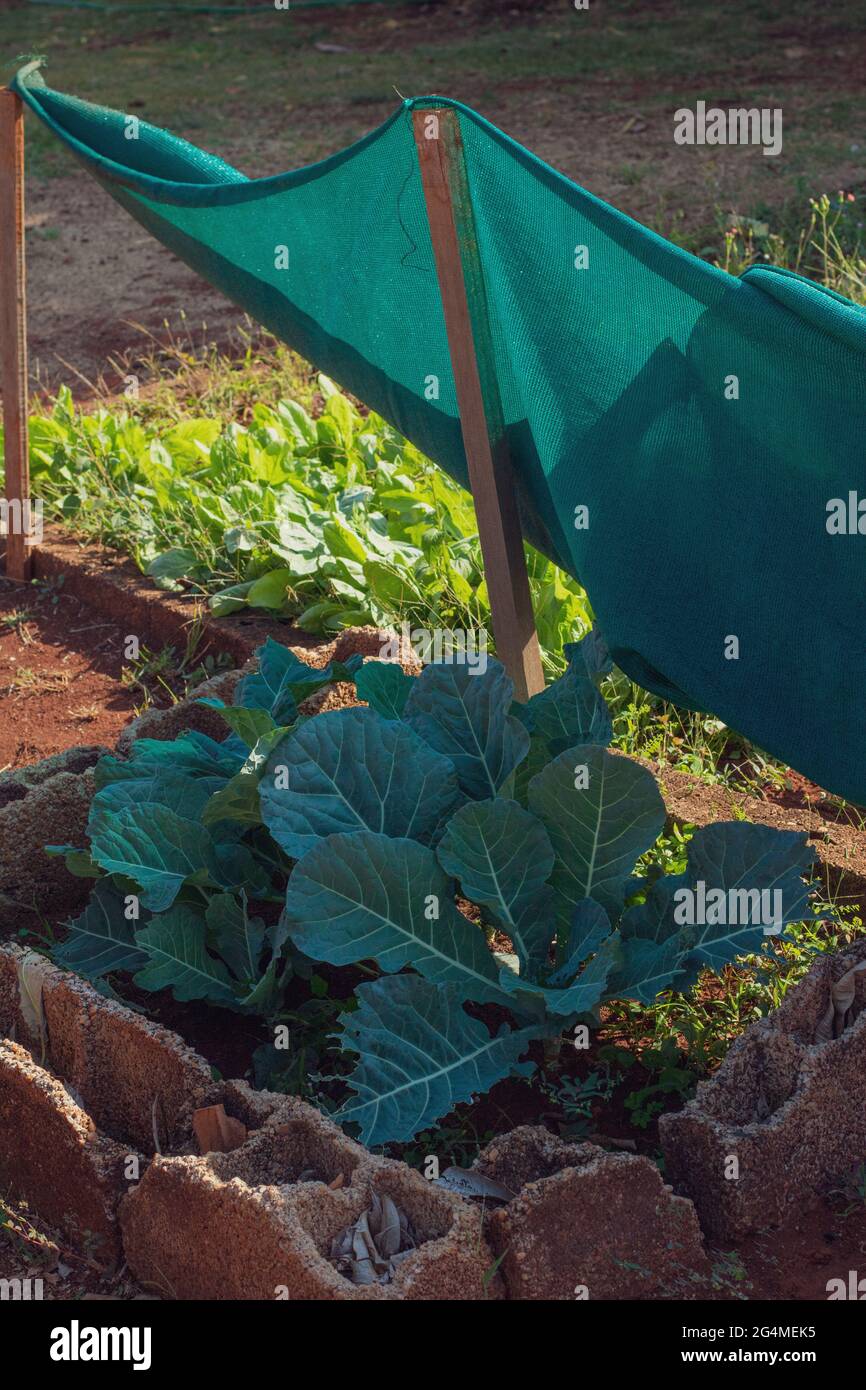Planted area small garden hi-res stock photography and images - Alamy