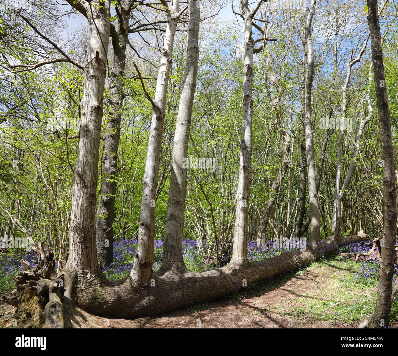 A fallen tree continues to grow in a Kent Woodland, England. The ...