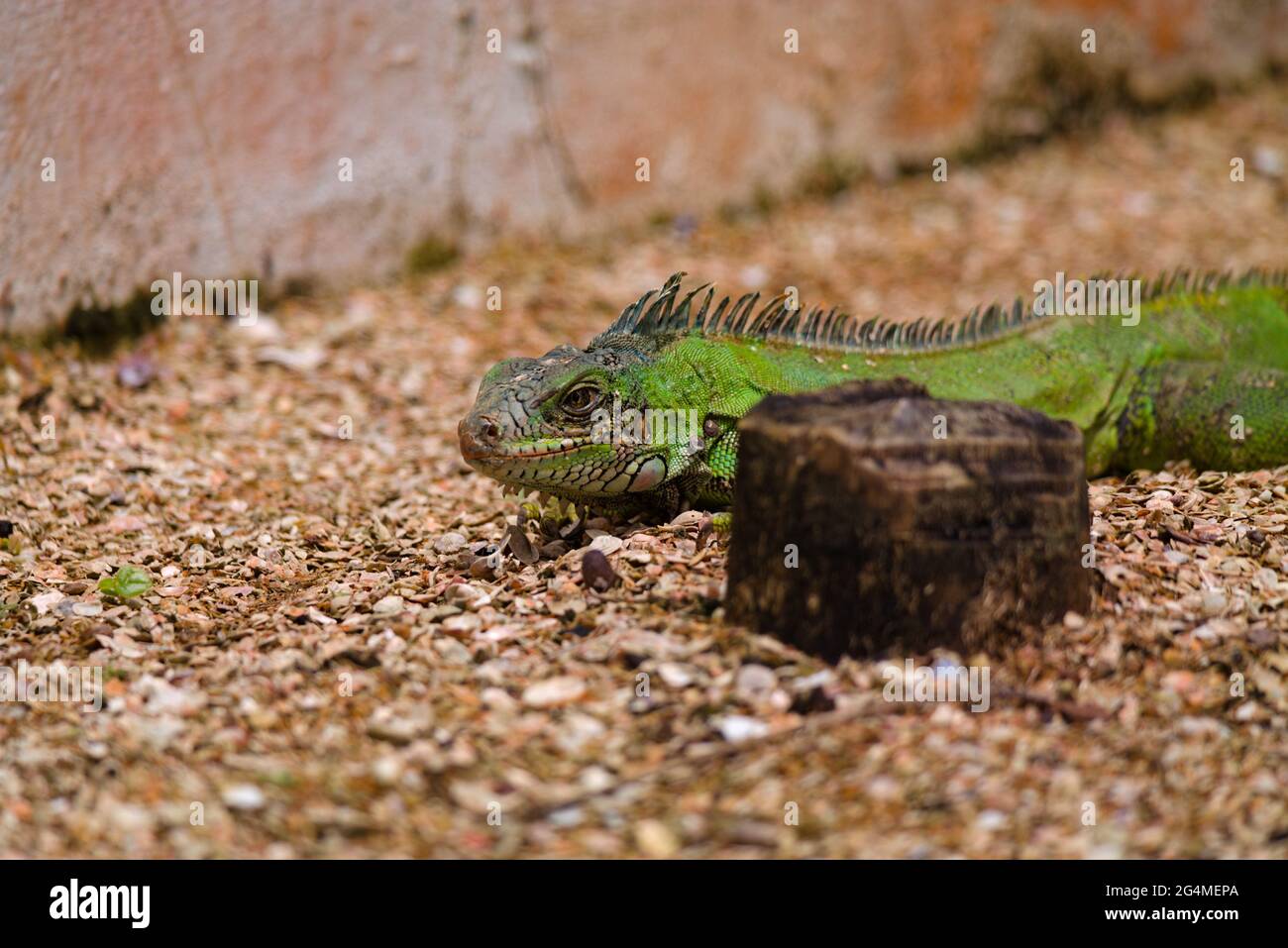 Selective focus shot of an exotic lizard with beautiful green skin ...
