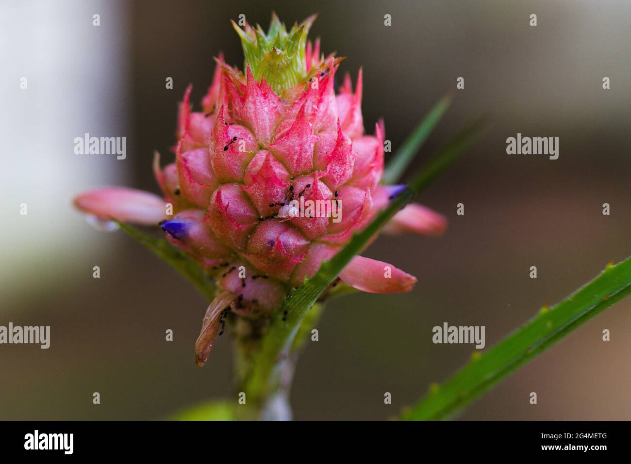 Mini ananas hi-res stock photography and images - Alamy