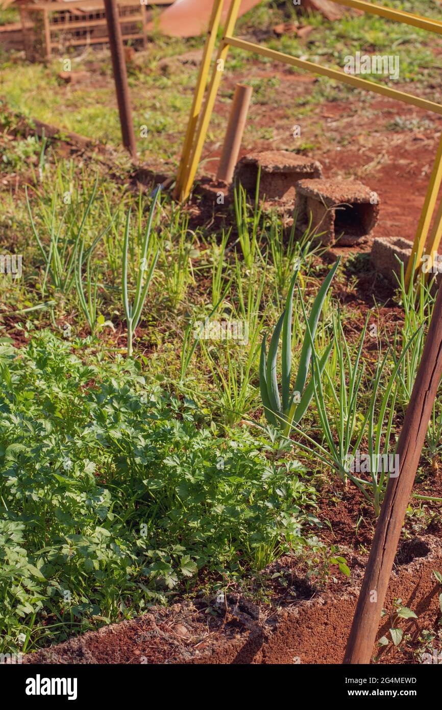 Home-made garden small and poor rural plantation with parsley, chives ...