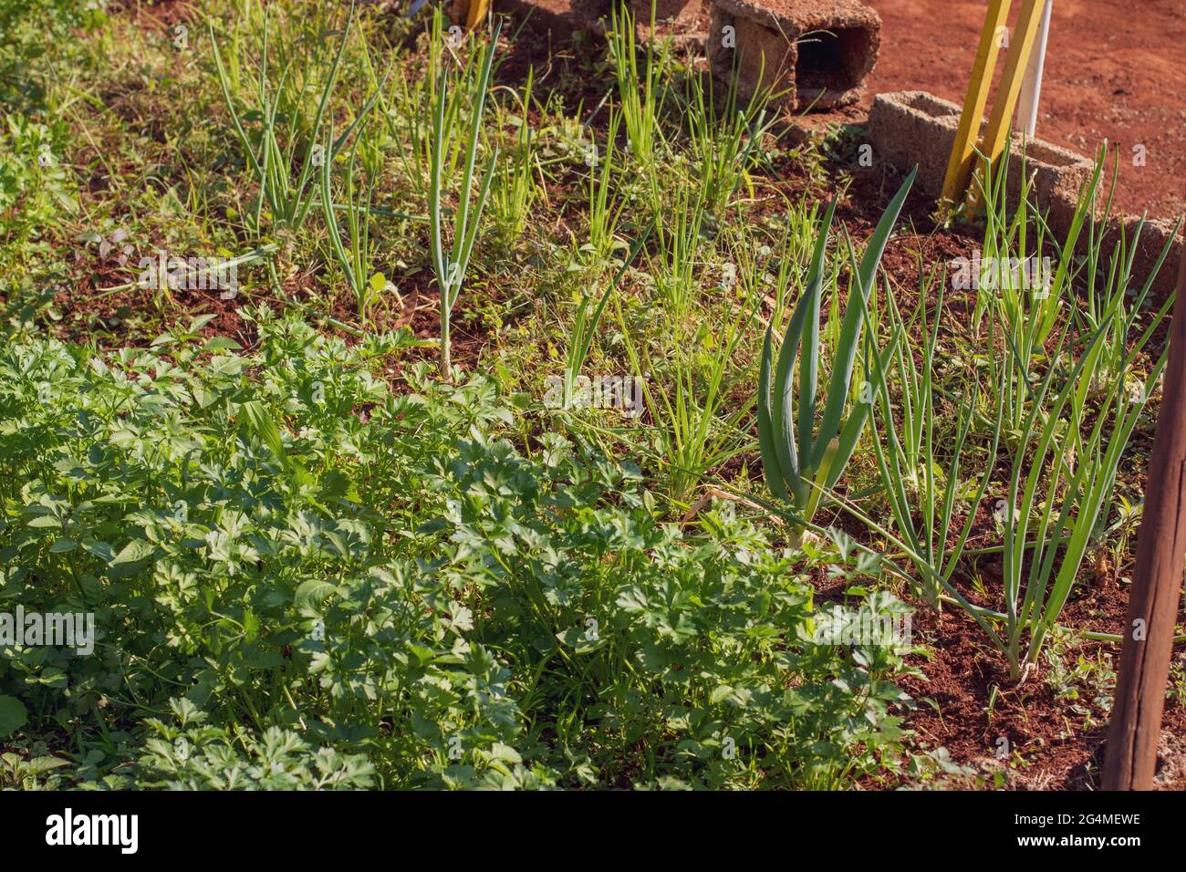 Home-made garden small and poor rural plantation with parsley, chives ...