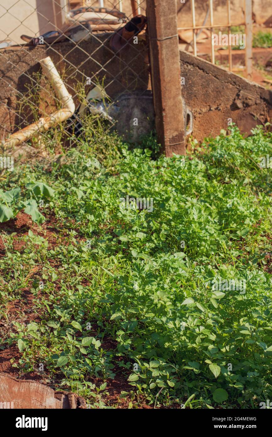 Home-made garden small and poor rural plantation with parsley, chives ...