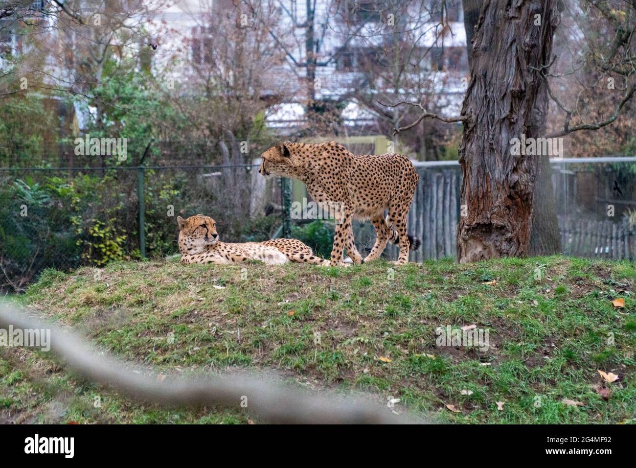 Beautiful shot of cheetahs inside a zoo Stock Photo - Alamy