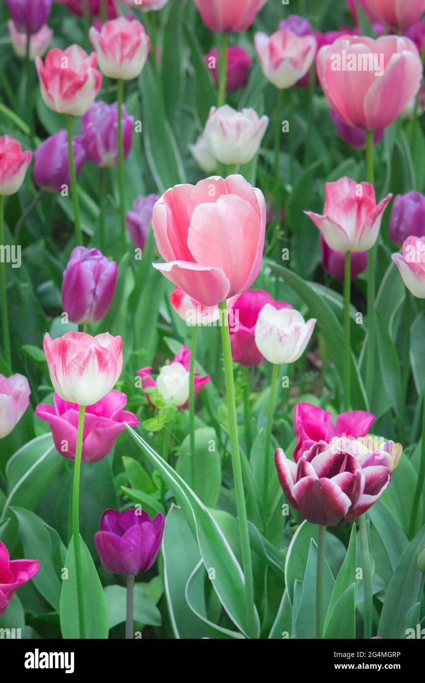 Rose and Purple tulips in Pralormo Castle, Pralormo, Piemonte, Italy ...