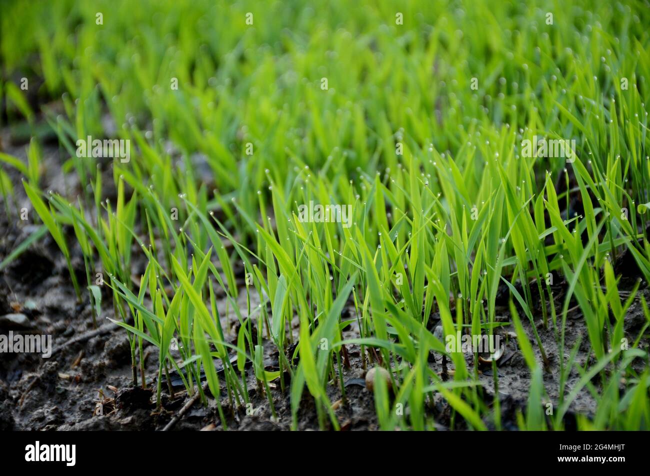 closeup the green ripe paddy plant soil heap in the farm over out of ...