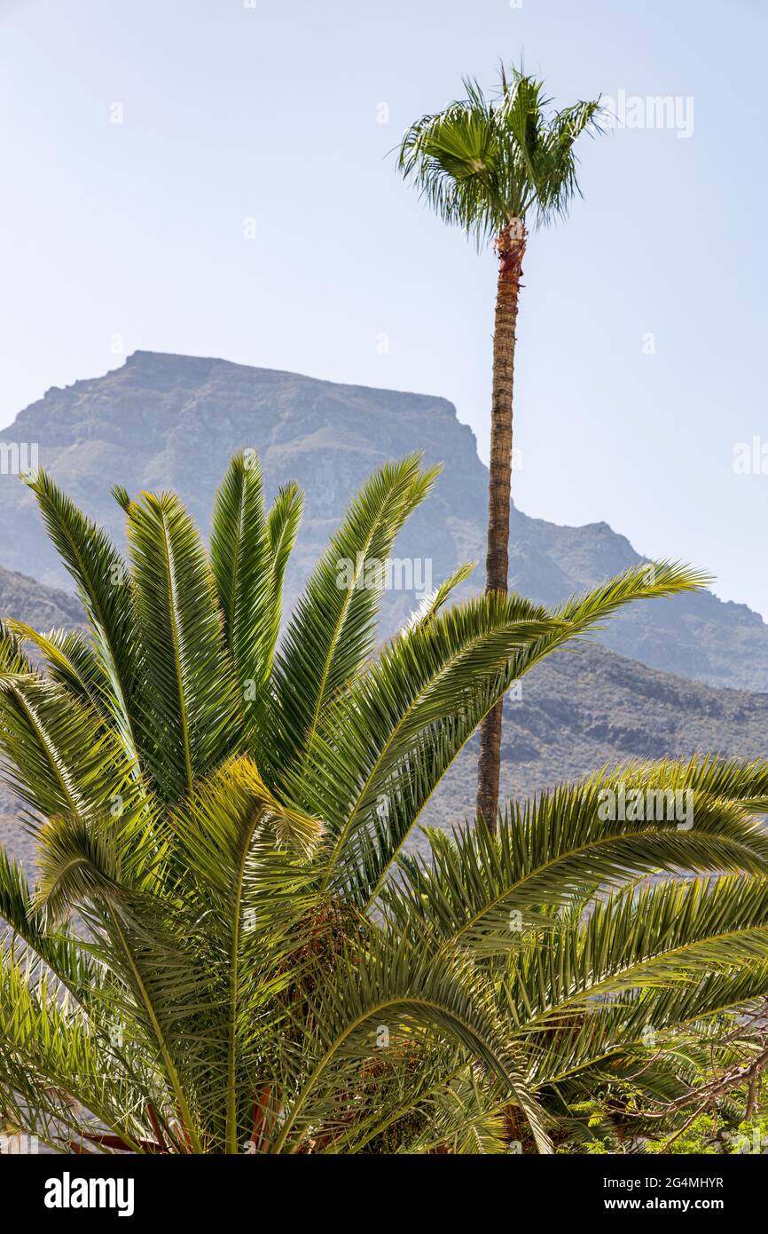 The Roque del Conde and palm trees seen from the Plaza de Espana in ...