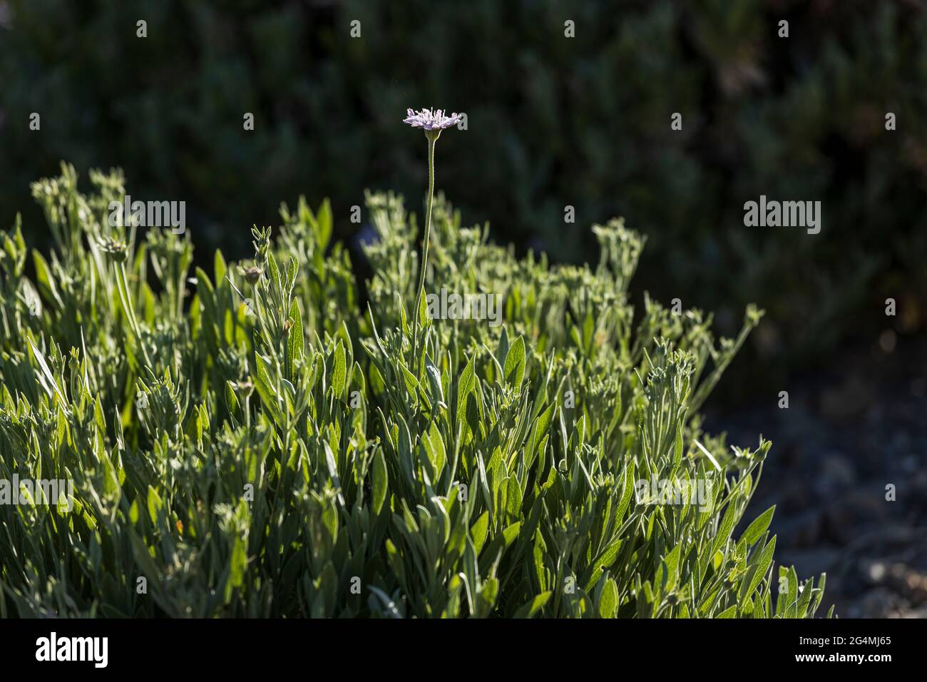 Pterocephalus hi-res stock photography and images - Alamy