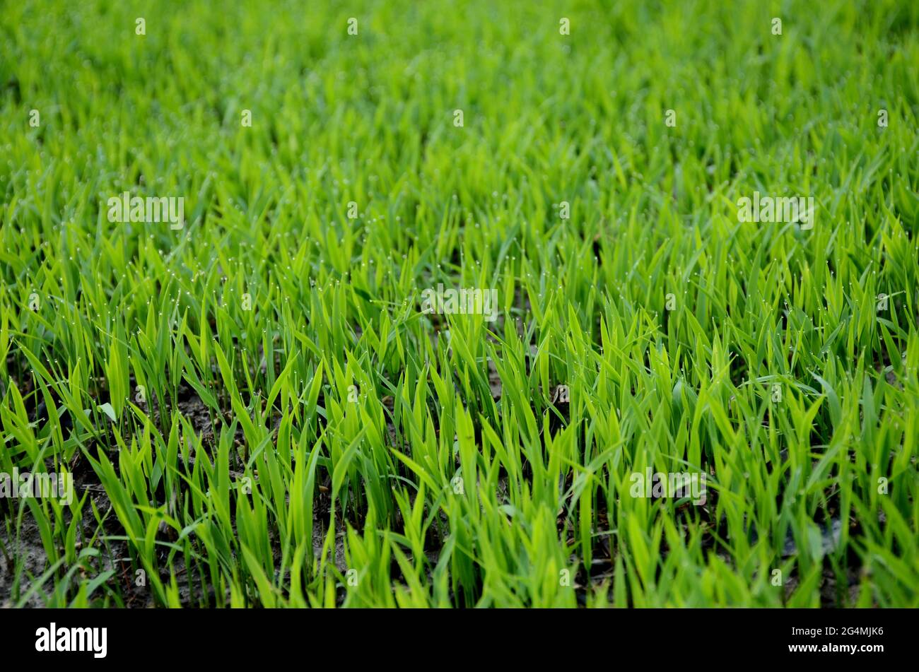 closeup the green ripe paddy plant soil heap in the farm over out of ...