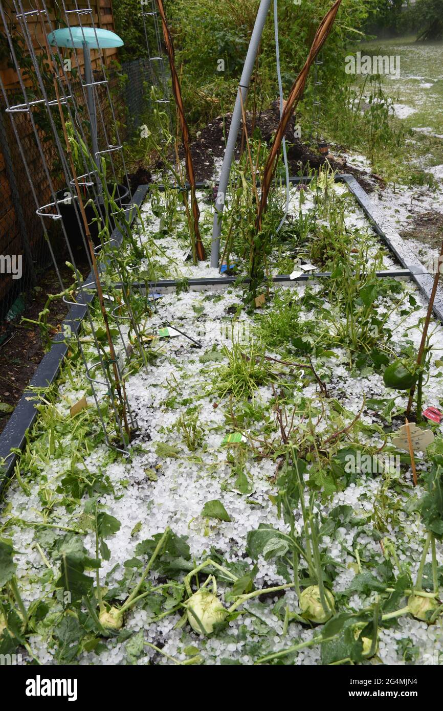 Tutzing, Germany. 22nd June, 2021. Destroyed vegetables lie in a raised ...