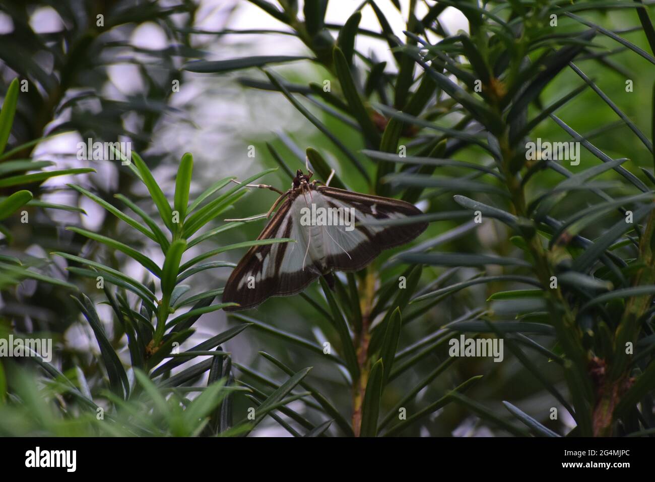 Asian moths hi-res stock photography and images - Alamy