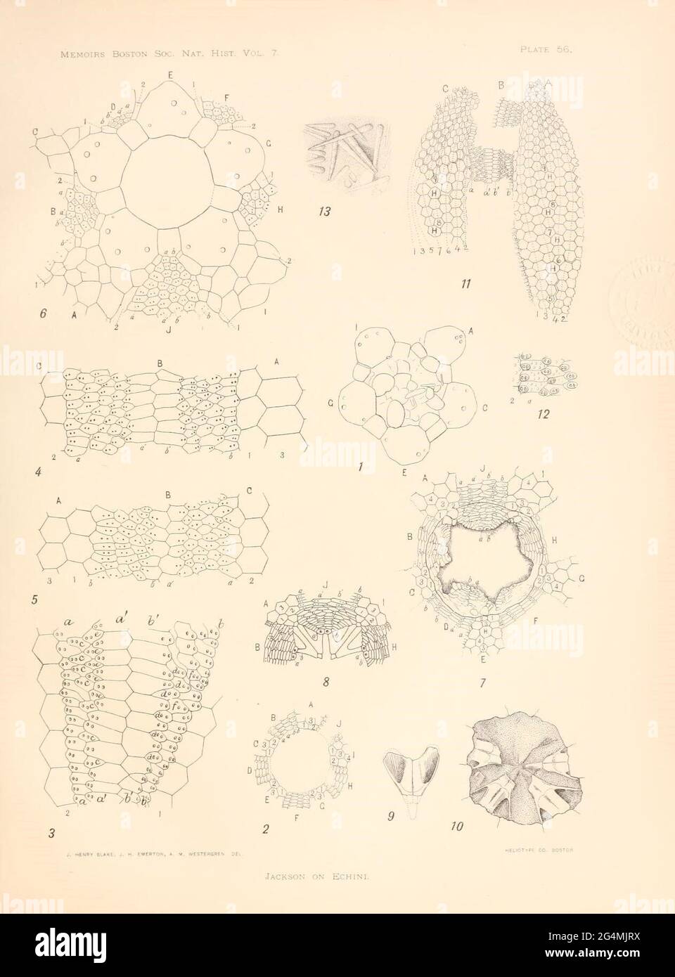 Phylogeny High Resolution Stock Photography and Images - Alamy