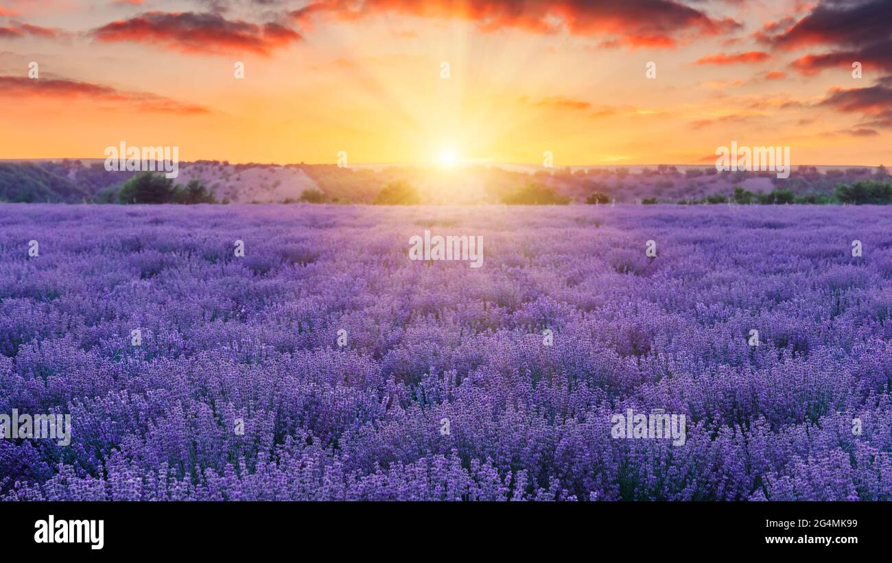 Lavender fields at sunset time Stock Photo - Alamy