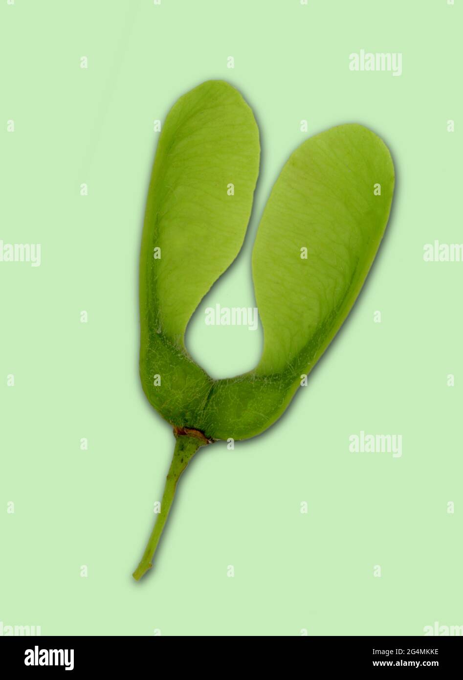 One double seed of a maple tree. Light green. Cut out on a pale green ...