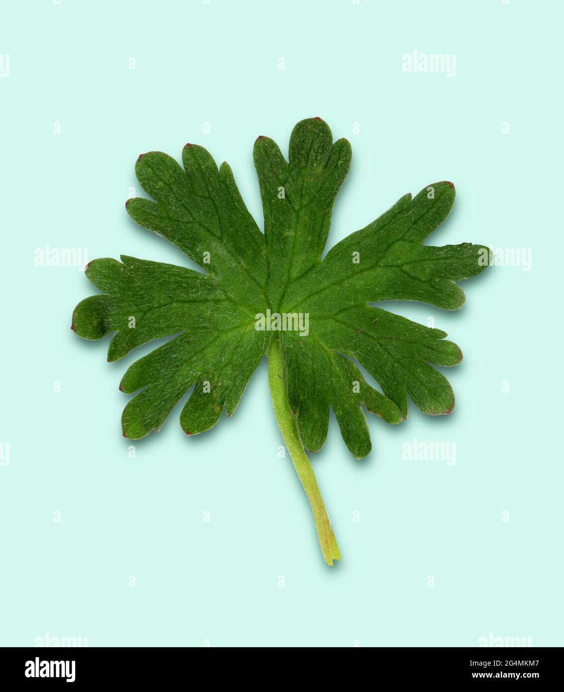 Cannabis plant cut out hi-res stock photography and images - Alamy