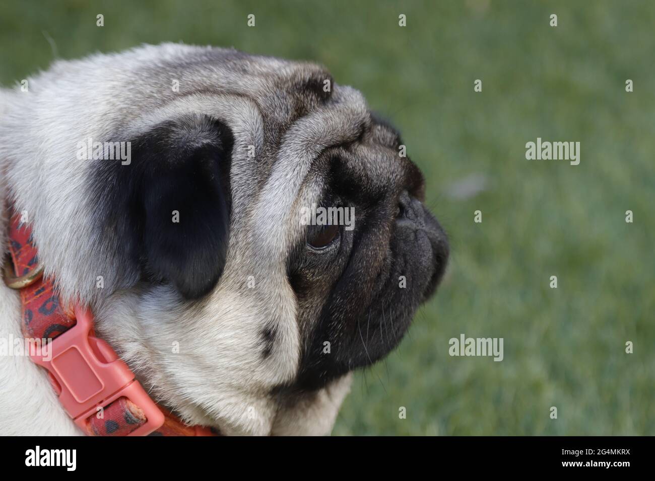 Side on headshot of a young female Pug Stock Photo - Alamy