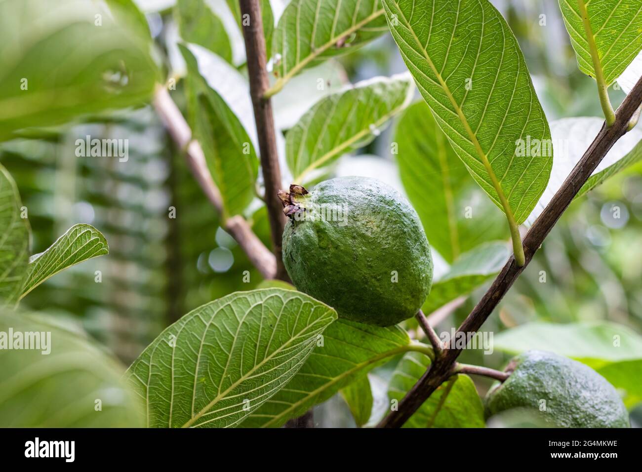 Fresh organic young guava fruit growing on the tree with leaves Stock ...