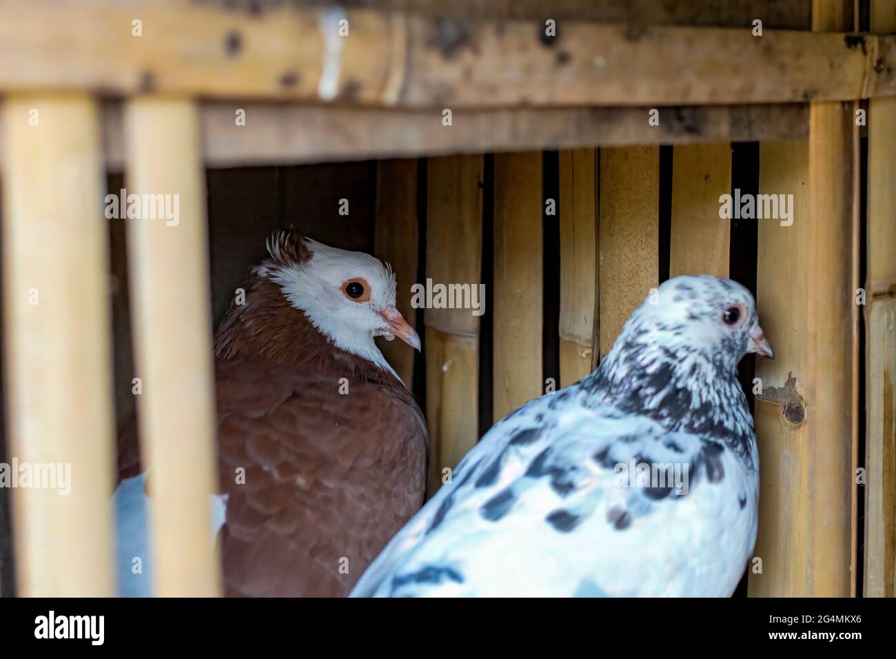 Close up view of domestic pigeon inside of a bamboo loft Stock Photo ...