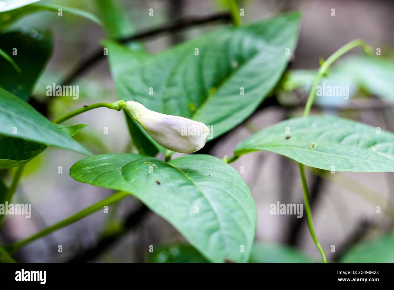 Long bean flower hi-res stock photography and images - Alamy