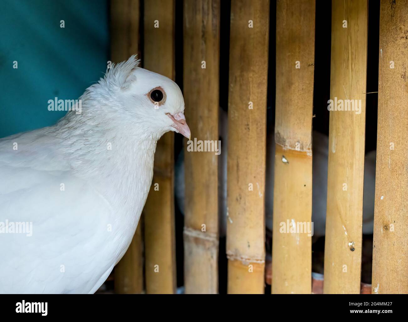 Pigeon face close up inside of a loft Stock Photo - Alamy
