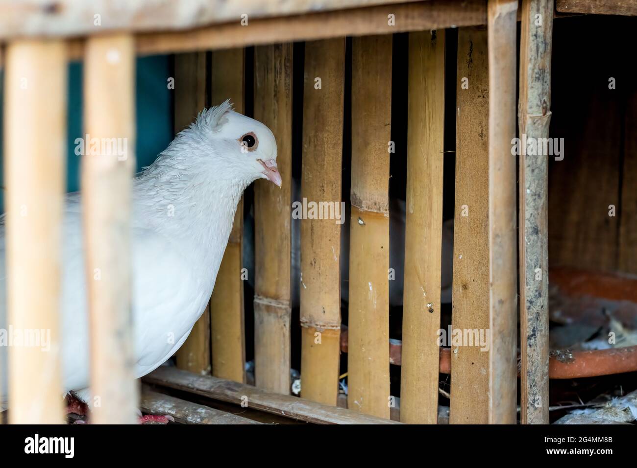Beautiful white pigeon close up inside of a loft Stock Photo - Alamy